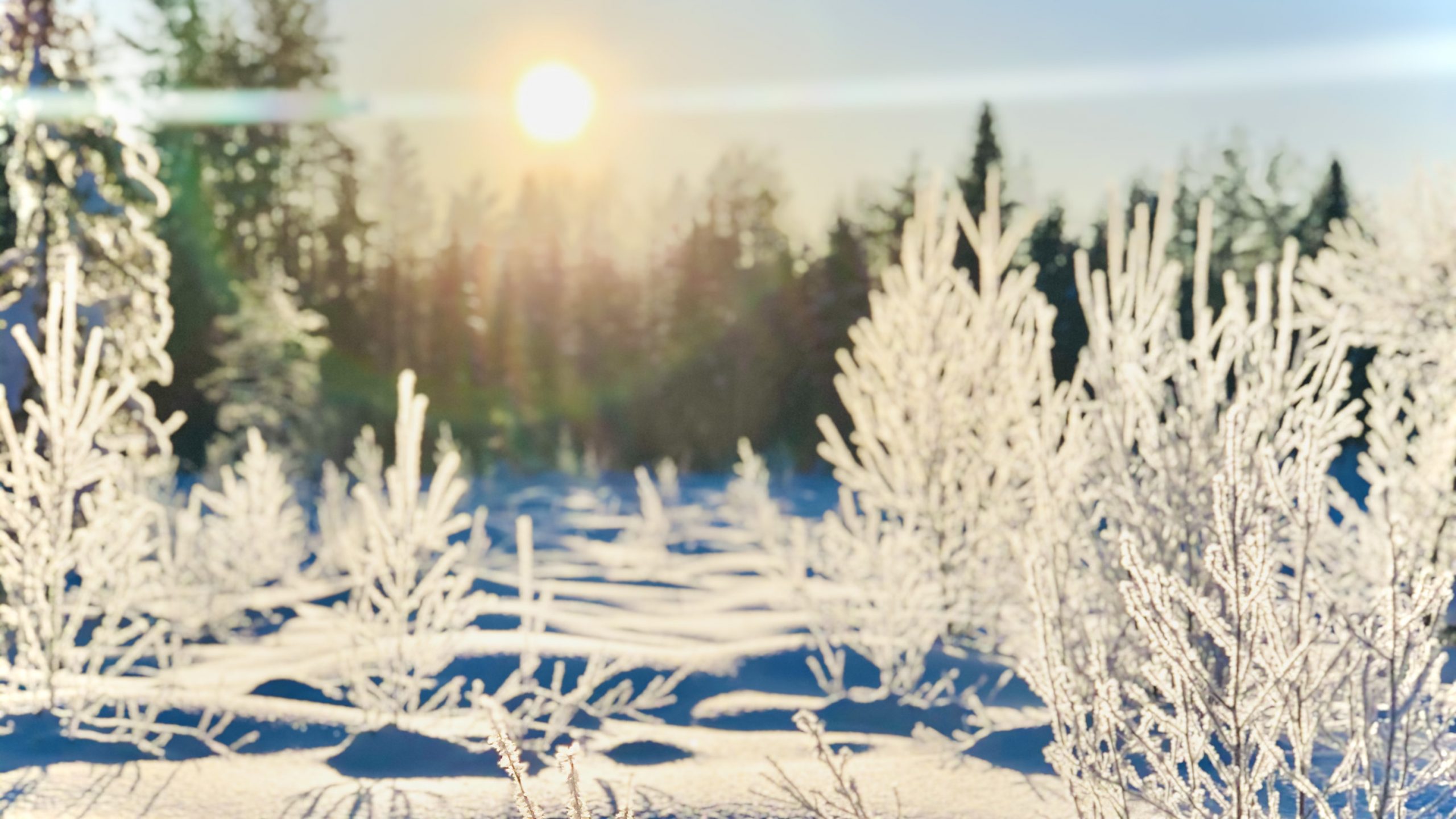 VINTER 2020